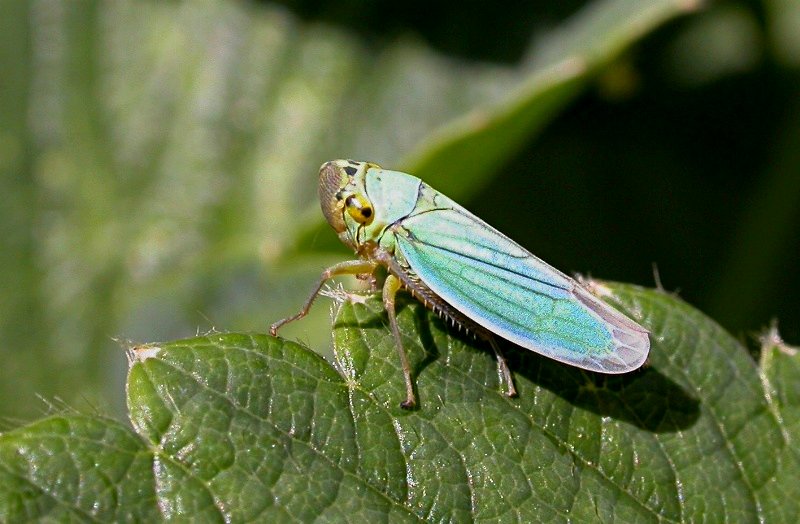 Cicadella_viridis_web – Geographica